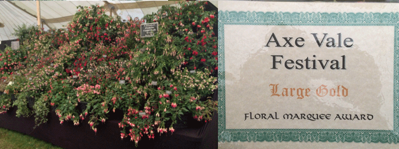 Lockyer Fuchsias - Gold Medals Winner