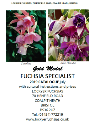 Lockyer Fuchsias - Gold Medals Winner