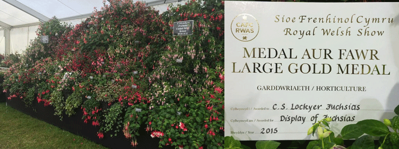 Lockyer Fuchsias - Gold Medals Winner