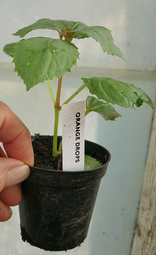 Lockyer Fuchsias - Gold Medals Winner